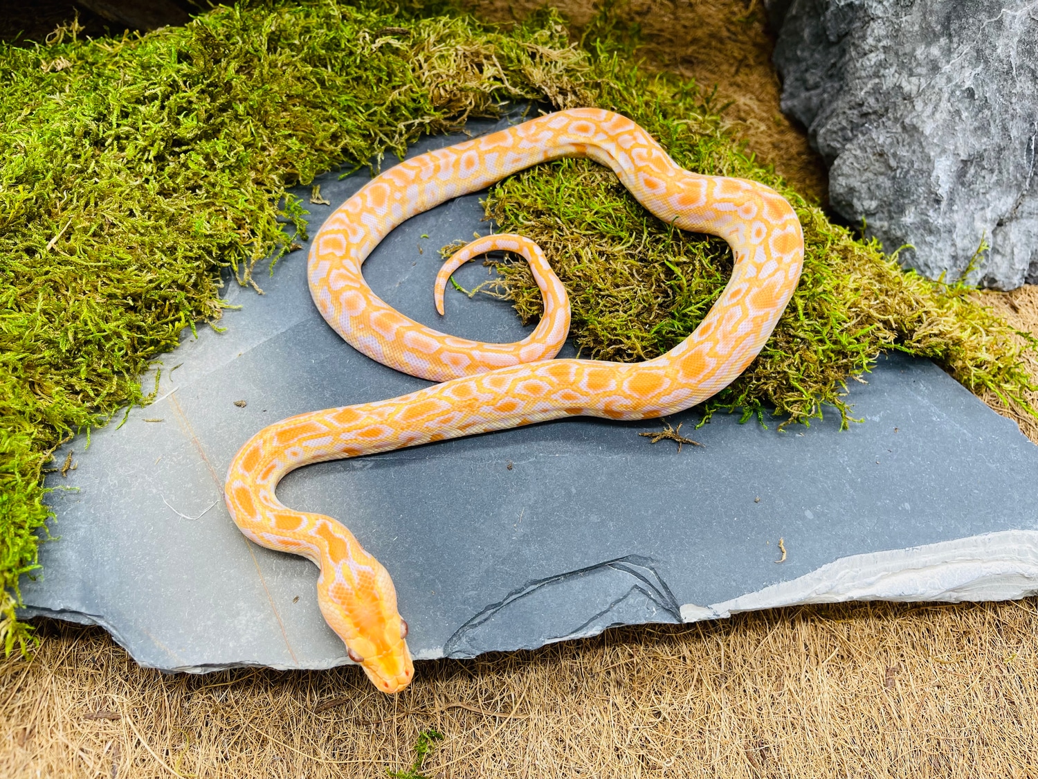 Albino Burmese Python by Predators Reptile Center - MorphMarket