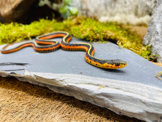 Montreal Flame Garter Snake PAIRS by Predators Reptile Center