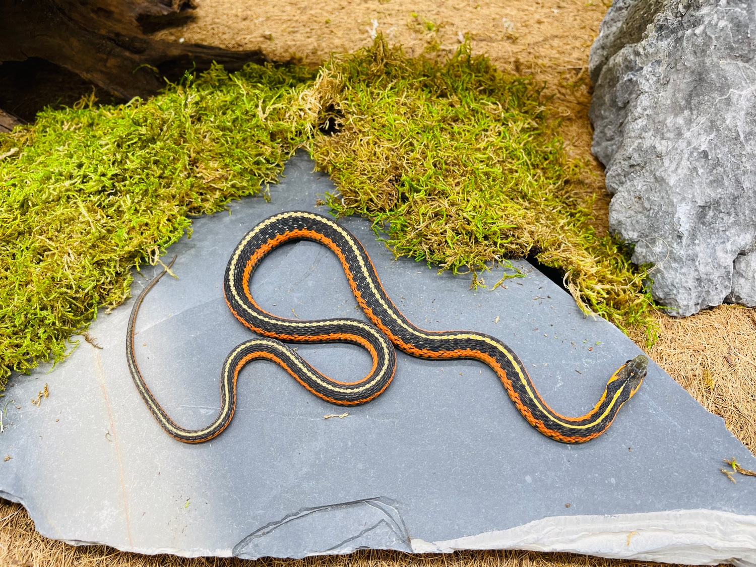Montreal Flame PAIRS Garter Snake by Predators Reptile Center - MorphMarket