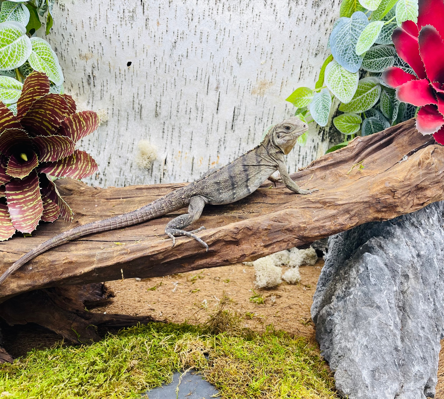 Lewisi Hybrid Iguanas Other Iguana by Predators Reptile Center ...