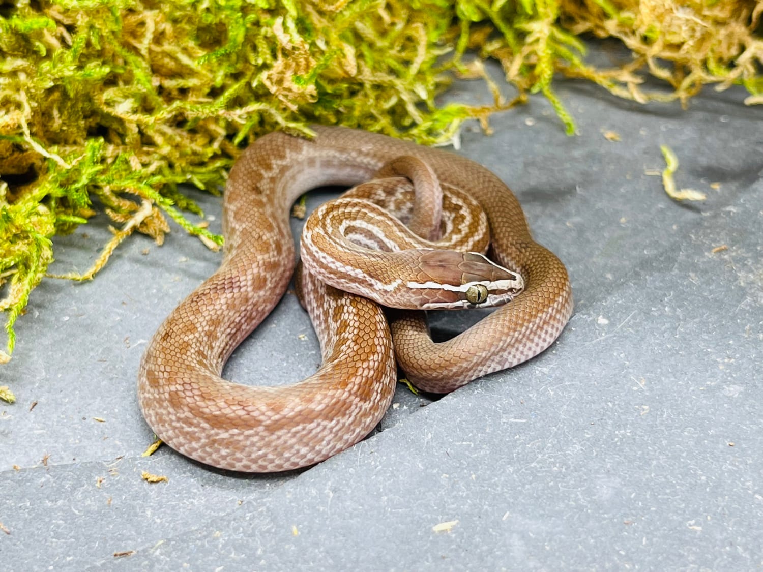 African House Snake by Predators Reptile Center - MorphMarket