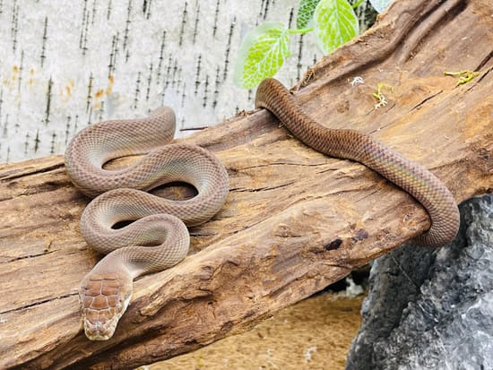 Merauke Patternless Scrub Scrub Python by Predators Reptile Center