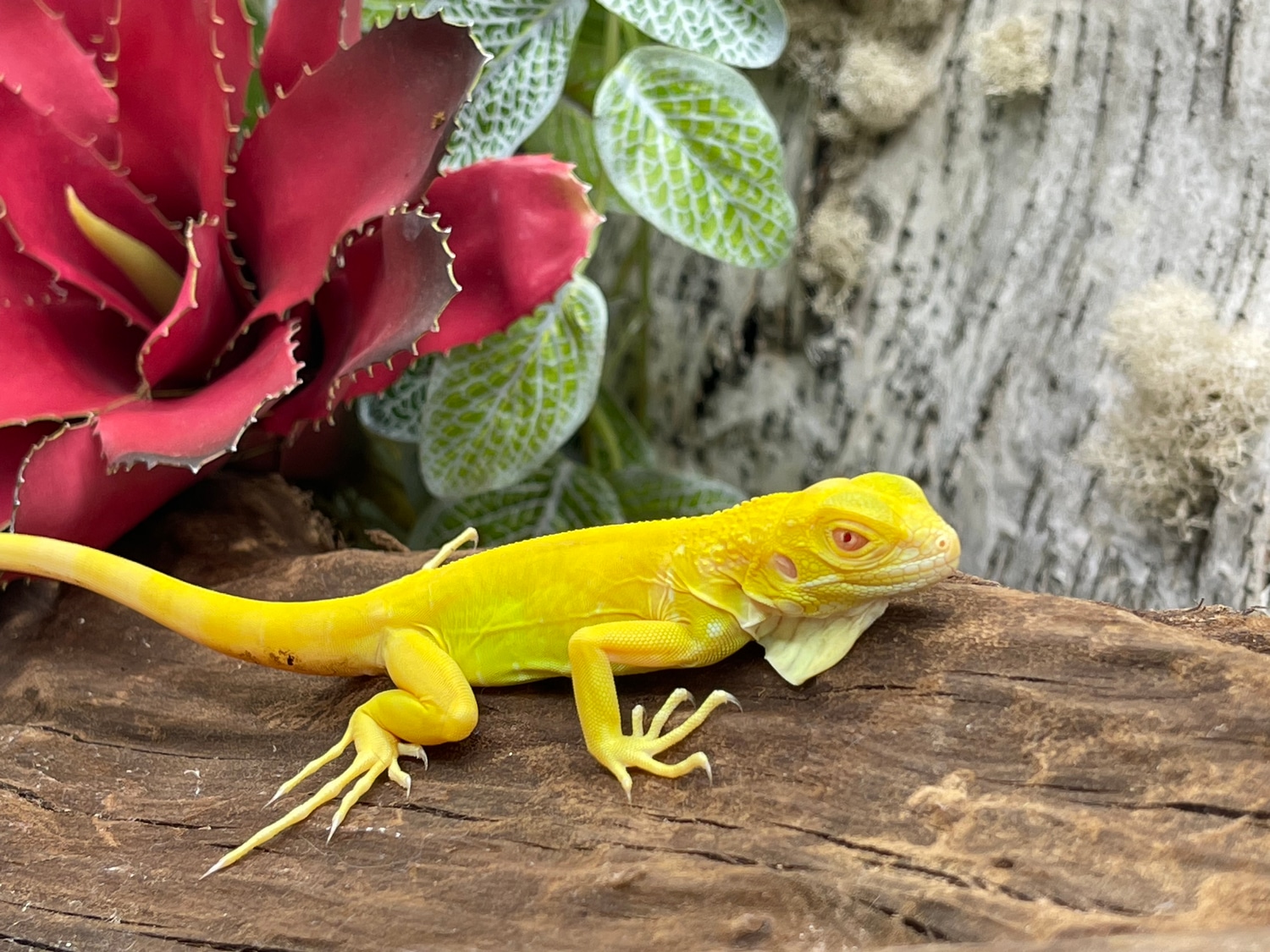 Albino Other Iguana by Predators Reptile Center - MorphMarket