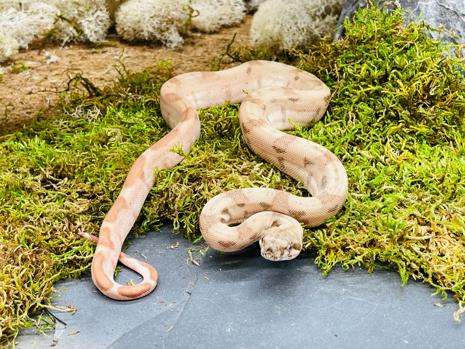 Super Hypo Hog Island Boa Boa Constrictor by Predators Reptile Center ...