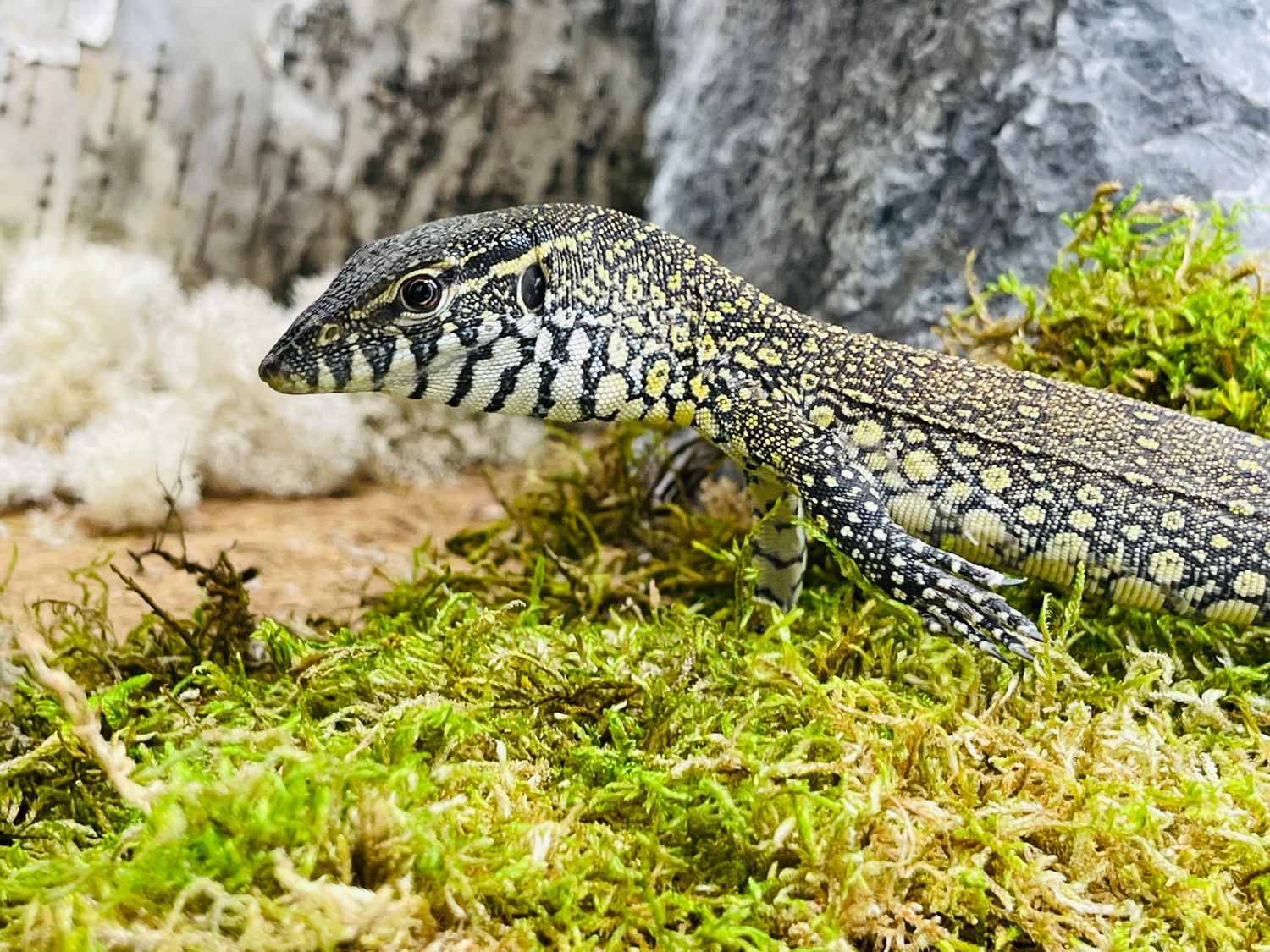 Nile Monitor by Predators Reptile Center - MorphMarket