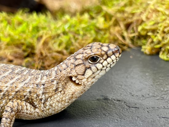 Gidgee Skinks Other Skink by Predators Reptile Center