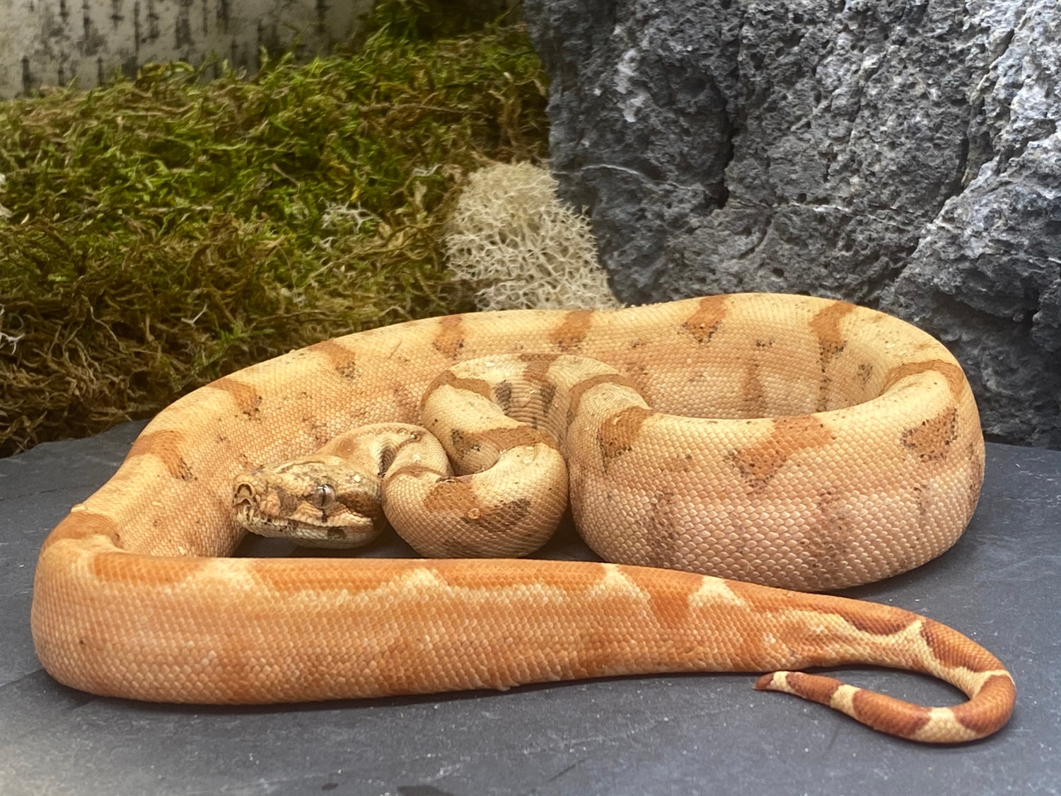Super Sunset Boa Boa Constrictor by Predators Reptile Center - MorphMarket