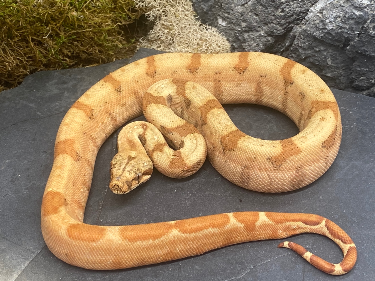 Super Sunset Boa Boa Constrictor by Predators Reptile Center - MorphMarket
