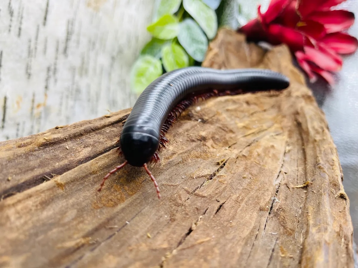 African Giant Millipede by Predators Reptile Center - MorphMarket