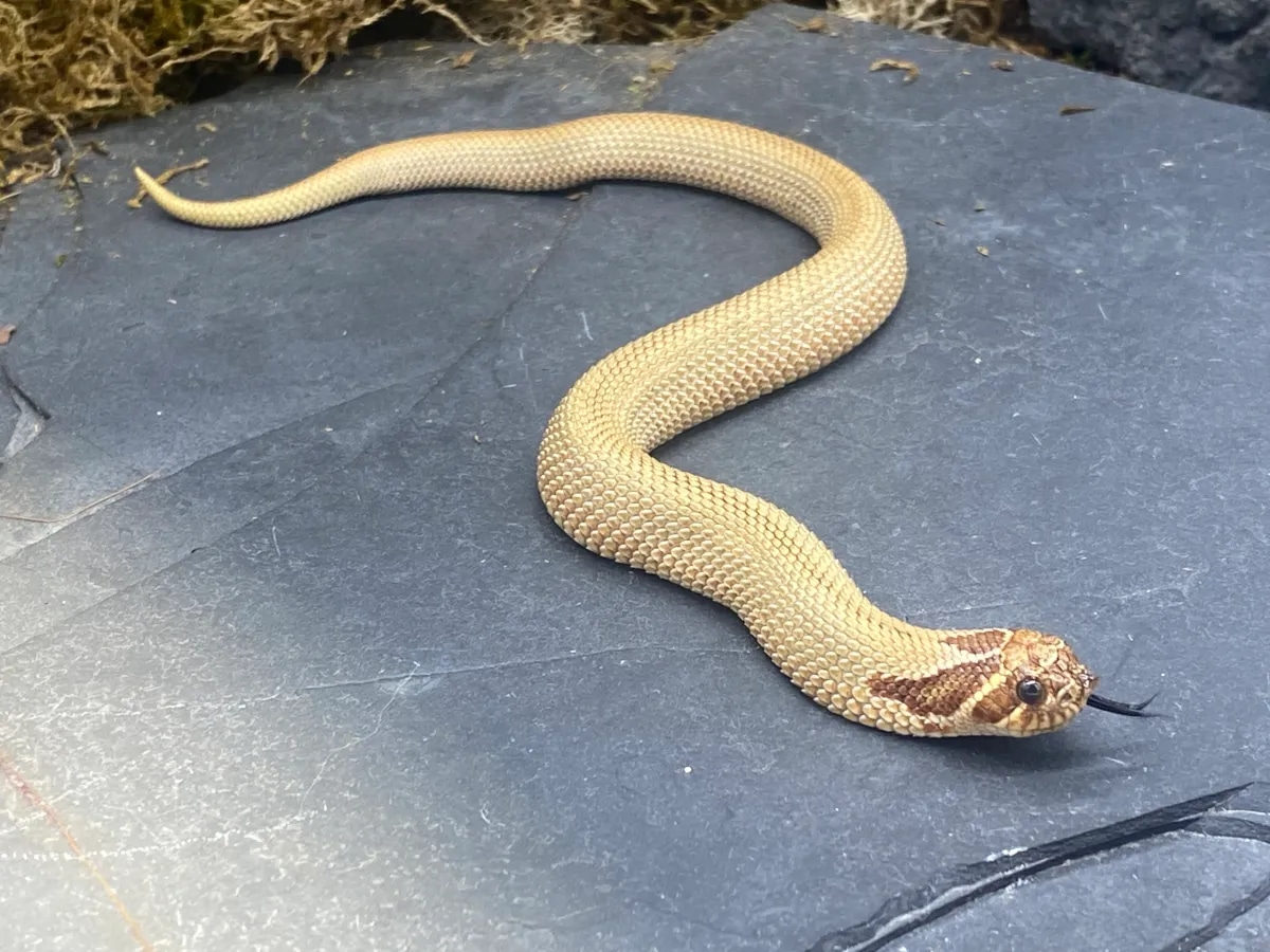 Super Conda Het Lavender Western Hognose by Predators Reptile Center ...