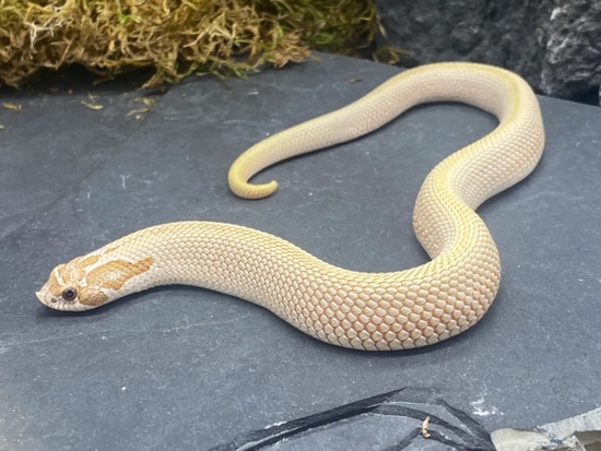 Toffee Super Conda Western Hognose by Predators Reptile Center