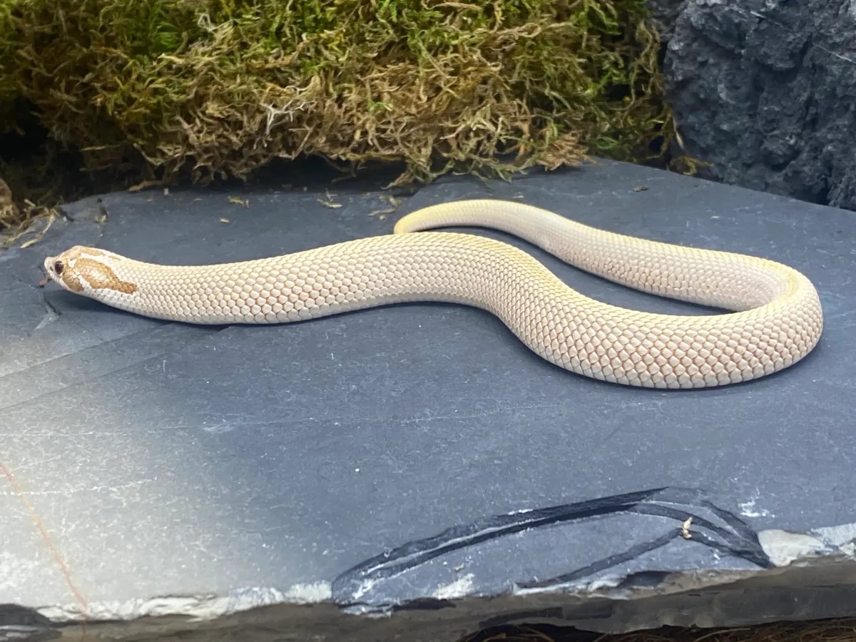 Toffee Super Conda Western Hognose by Predators Reptile Center ...