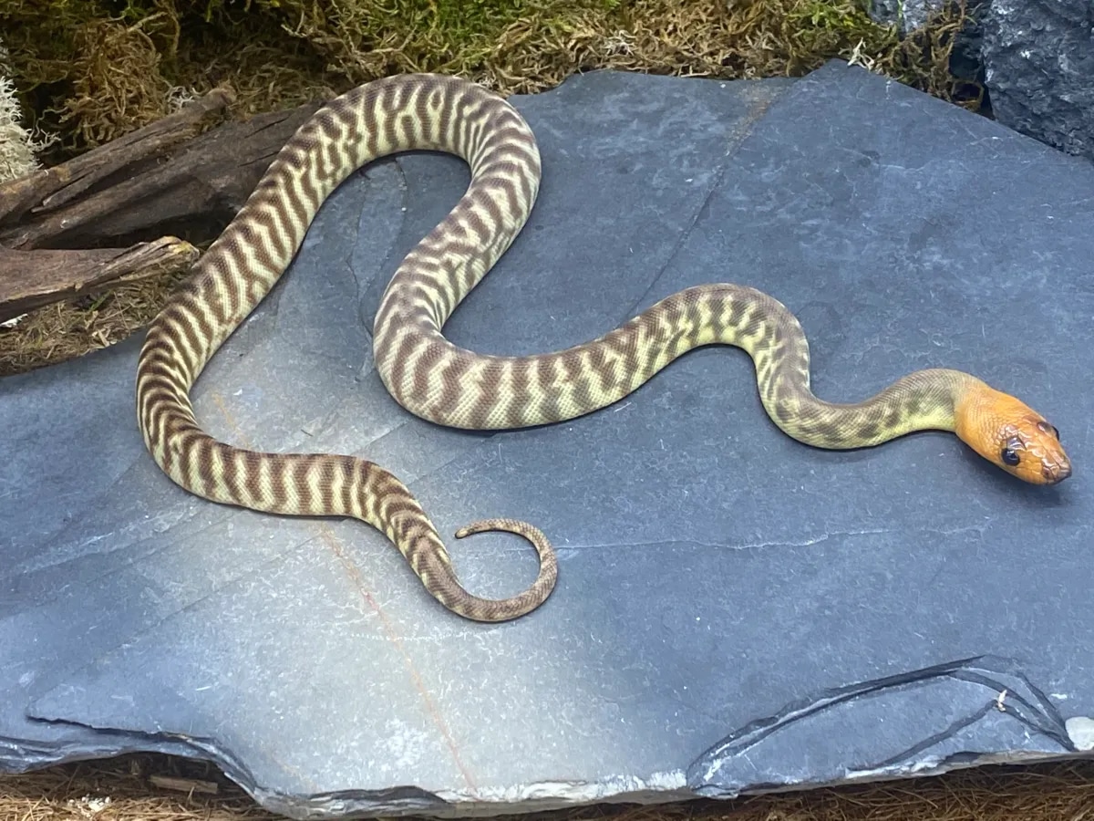 Woma Python by Predators Reptile Center - MorphMarket
