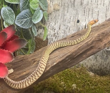 Woma Python by Predators Reptile Center - MorphMarket