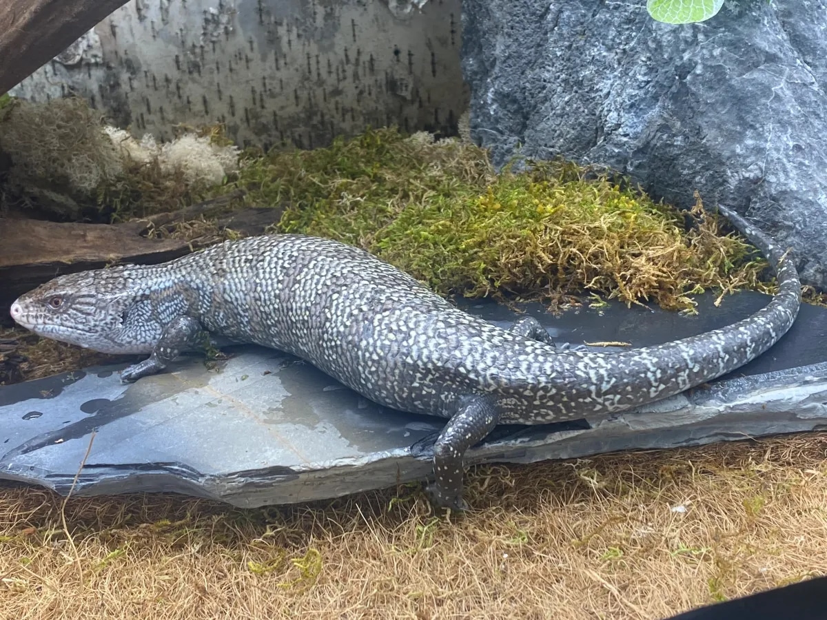 Kei Island Blue Tongue Skink Kei Island Blue-Tongued Skink by Predators ...