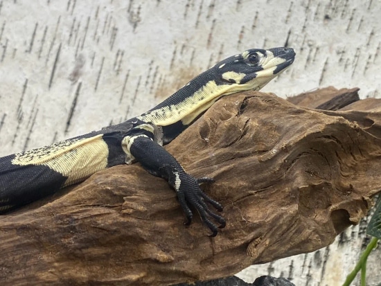 Bell's Phase Lace Monitor Other Monitor by Predators Reptile Center