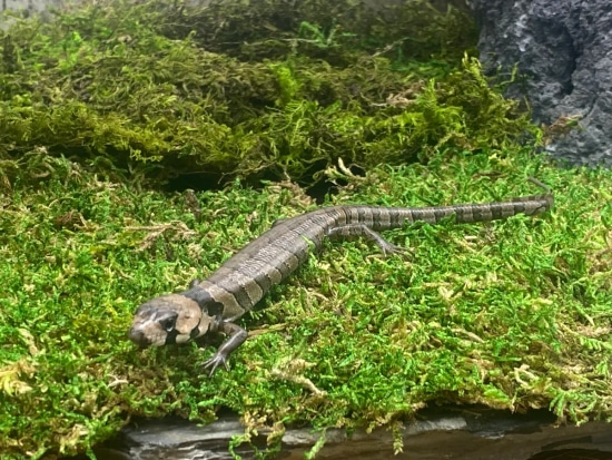Pink Tongue Skink Pink-Tongued Skink by Predators Reptile Center