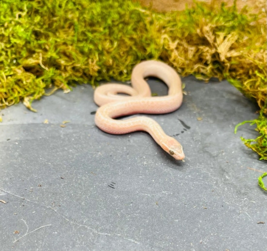 T+ Albino African House Snake by Predators Reptile Center