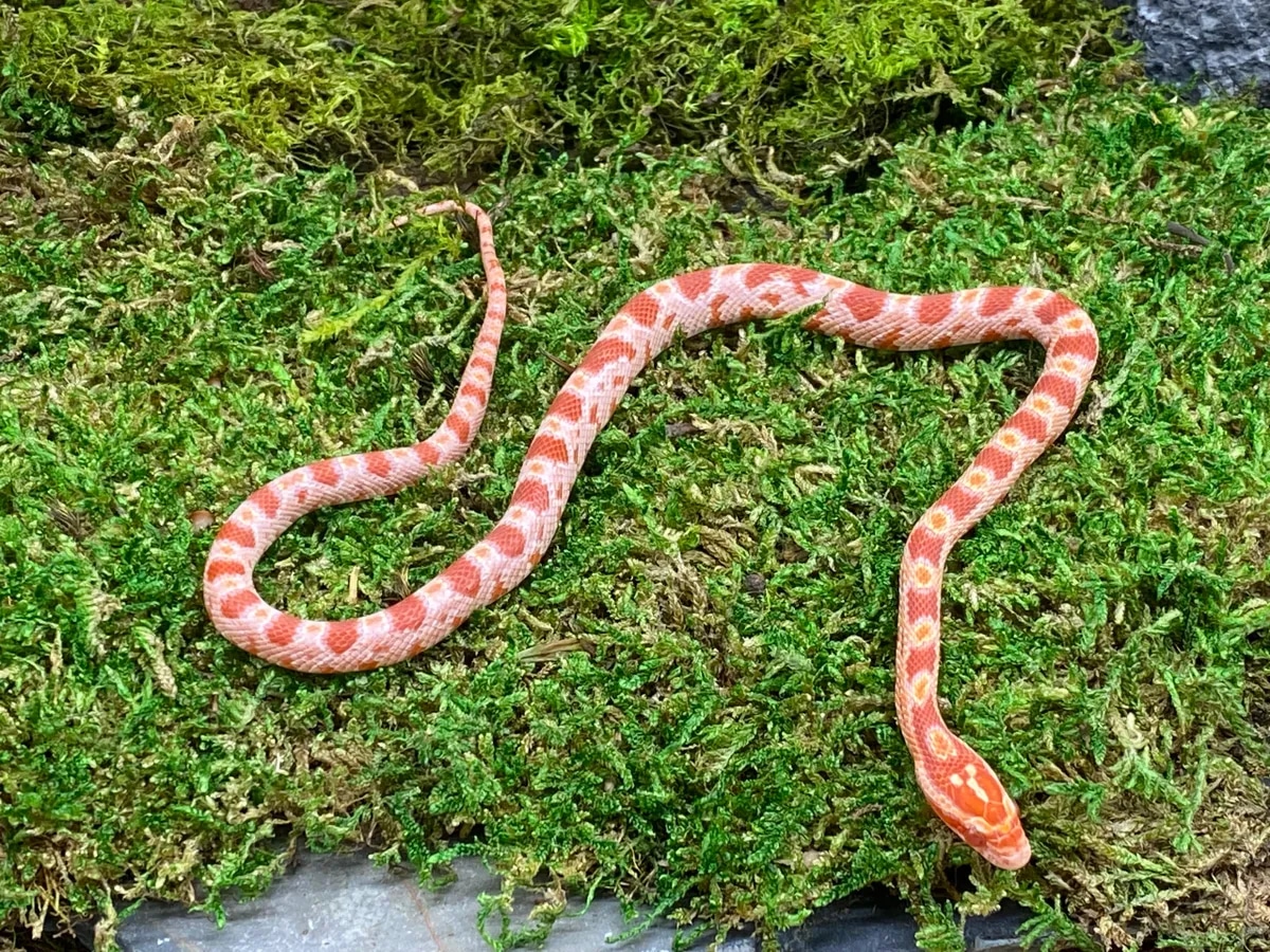 Creamsicle Corn Snake by Predators Reptile Center - MorphMarket