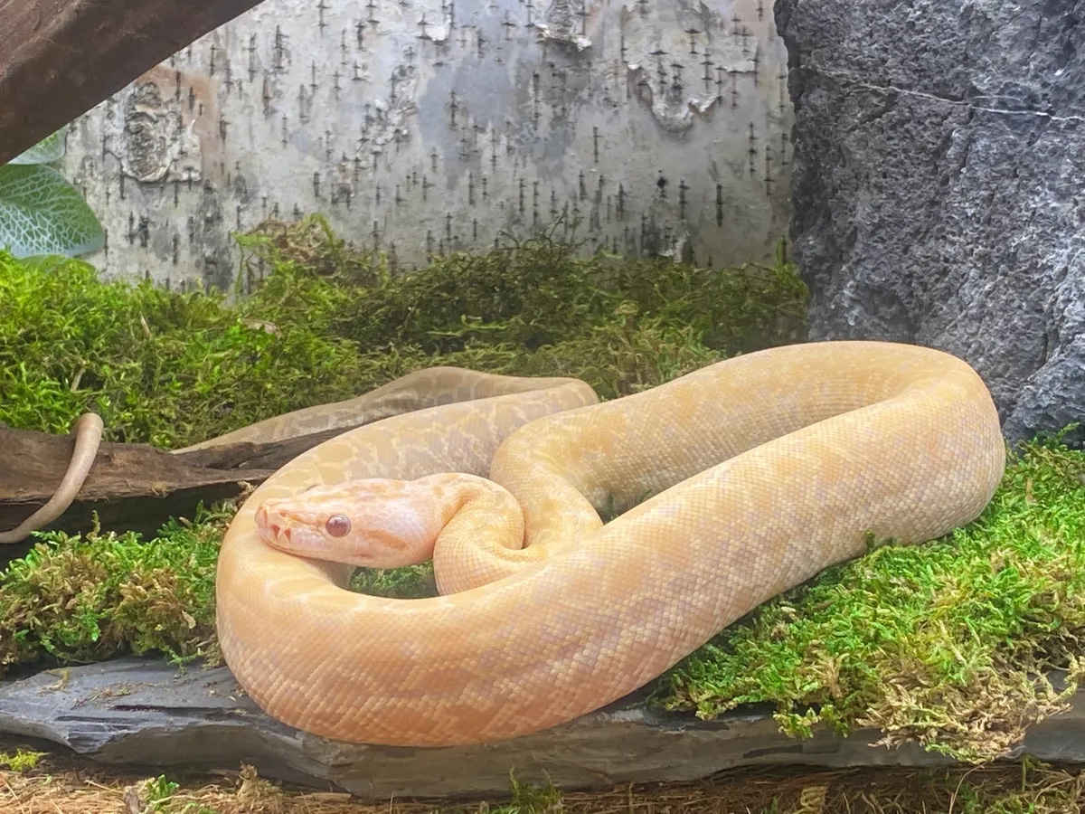 Caramel Granite Burmese Python by Predators Reptile Center - MorphMarket