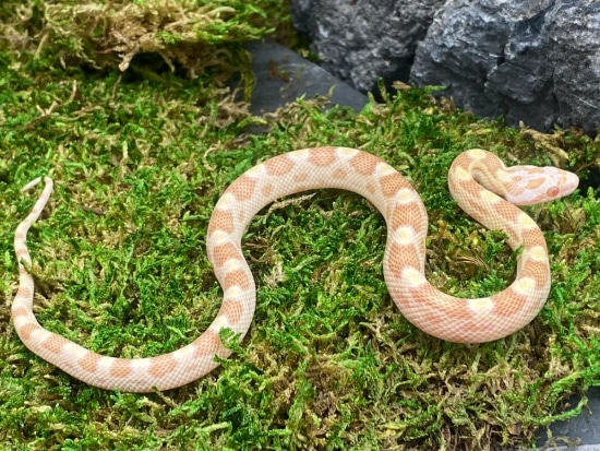 Butter Motley Corn Snake by Predators Reptile Center