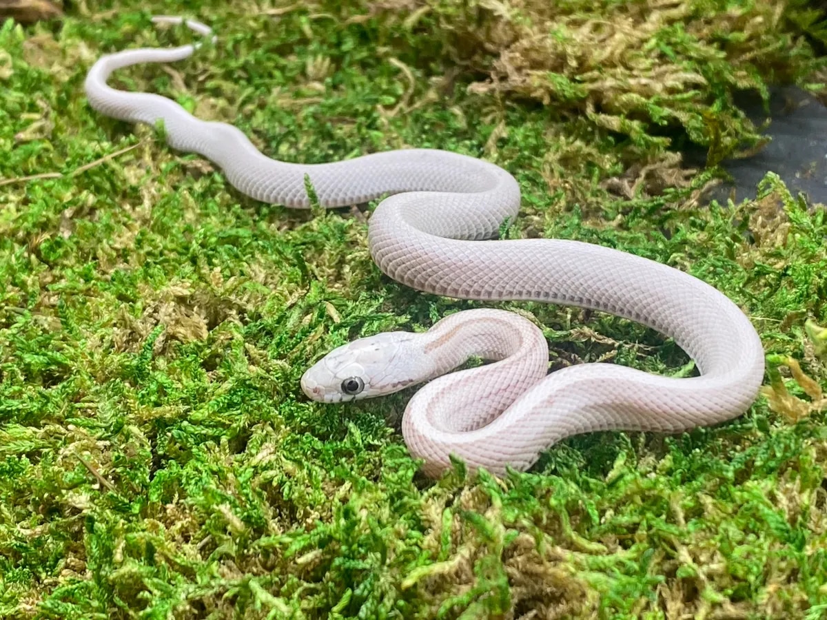 Ghost Stripe Corn Snake by Predators Reptile Center - MorphMarket