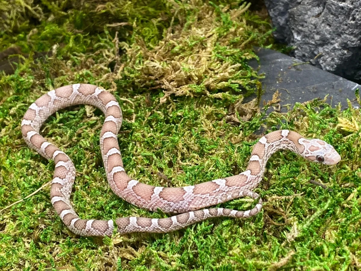 Diffused Ghost Corn Snake by Predators Reptile Center - MorphMarket