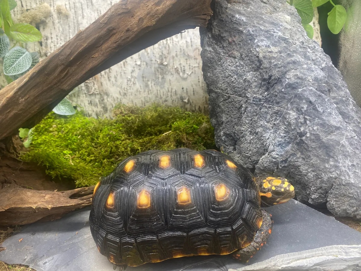 Red-footed Tortoise by Predators Reptile Center - MorphMarket