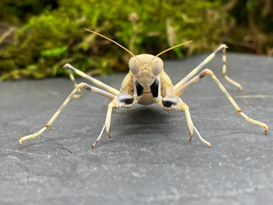 Desert Pebble Mantis by Predators Reptile Center