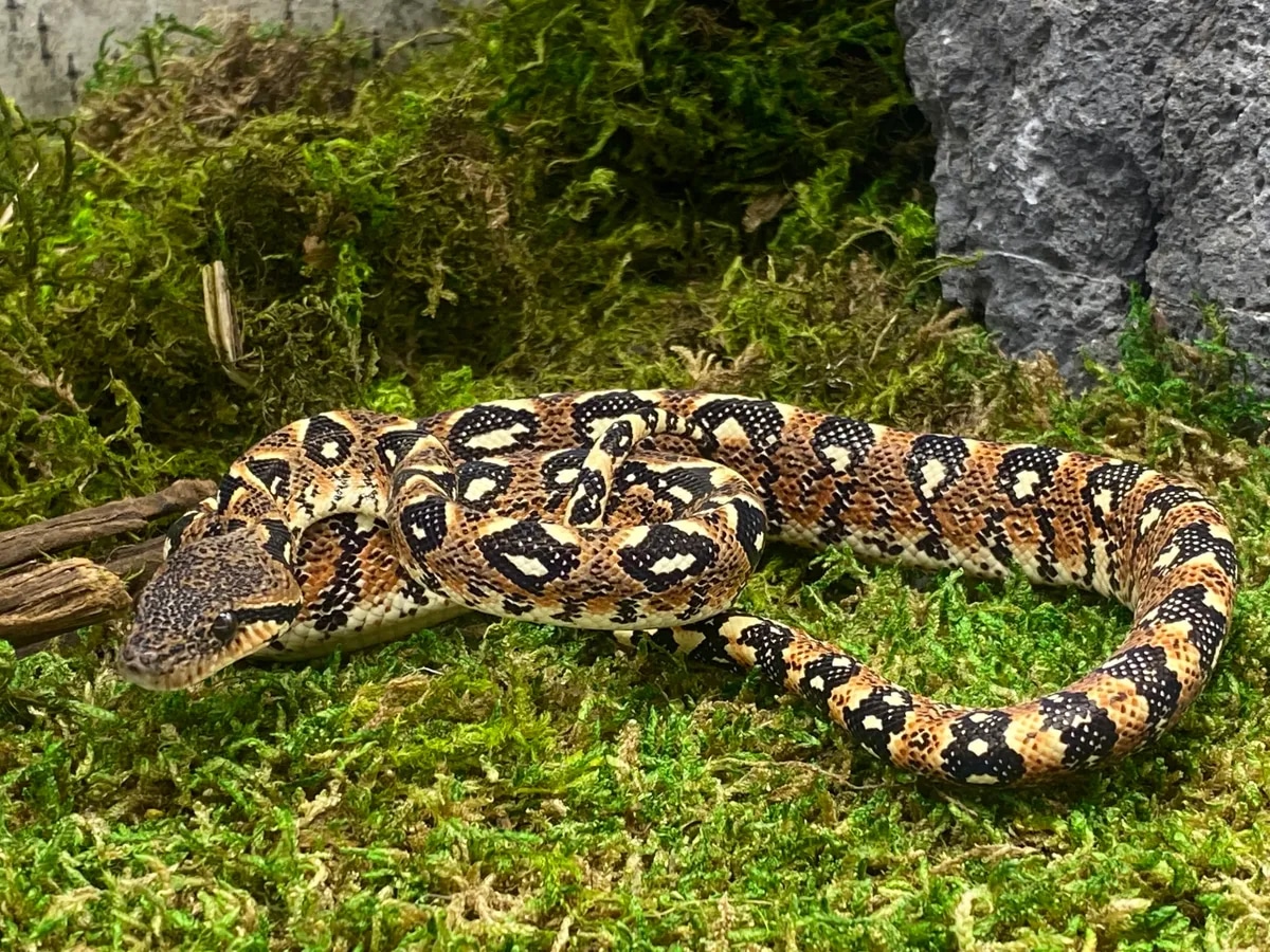 Madagascar Tree Boa (Western Sanzinia) Pairs Other Tree Boa by ...