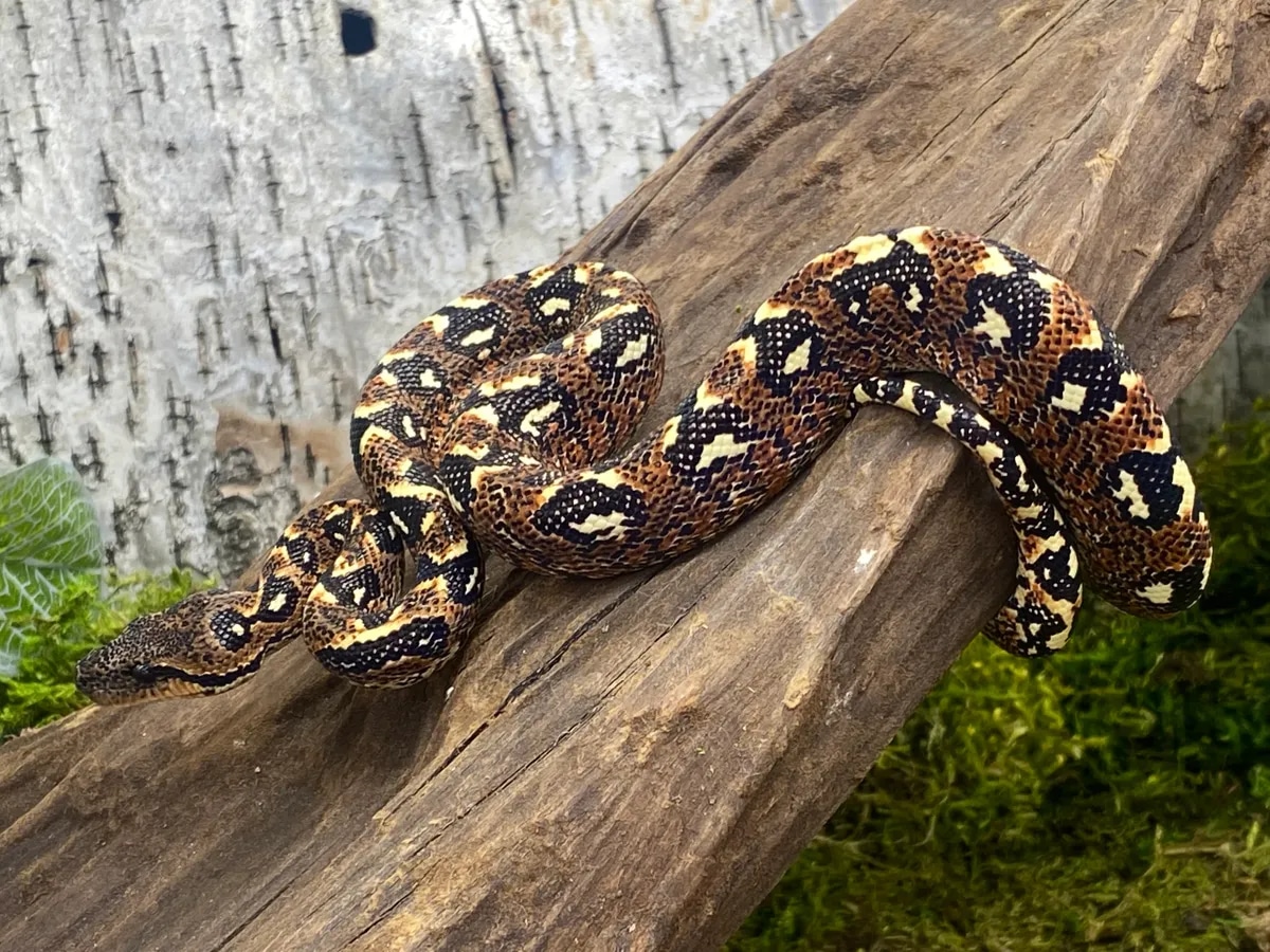 Madagascar Tree Boa (Western Sanzinia) Pairs Other Tree Boa by ...