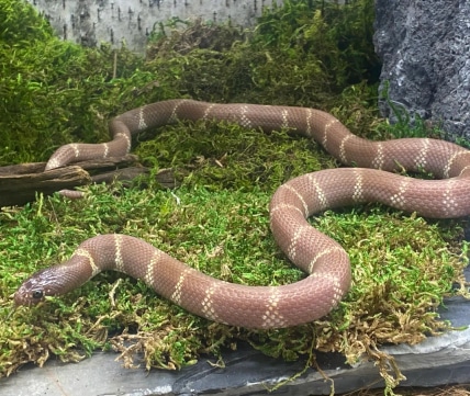 Banded California Kingsnake by Predators Reptile Center - MorphMarket