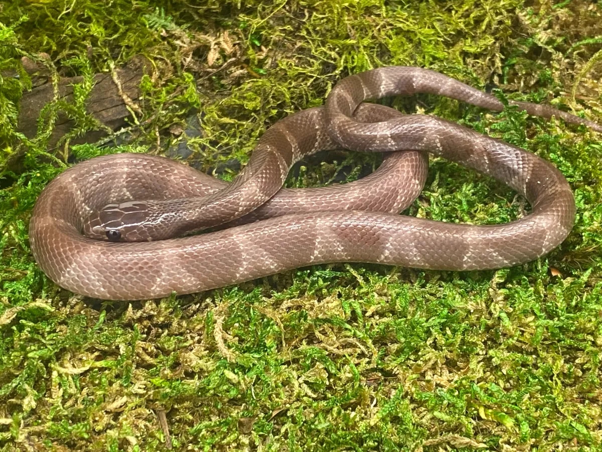 Mocha Kingsnake California Kingsnake by Predators Reptile Center ...