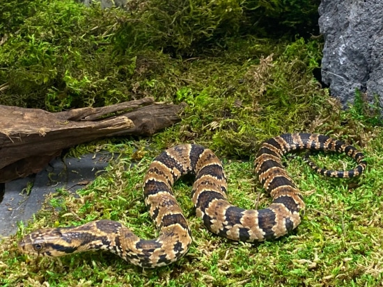 Hypo False Water Cobra More Colubrid by Predators Reptile Center