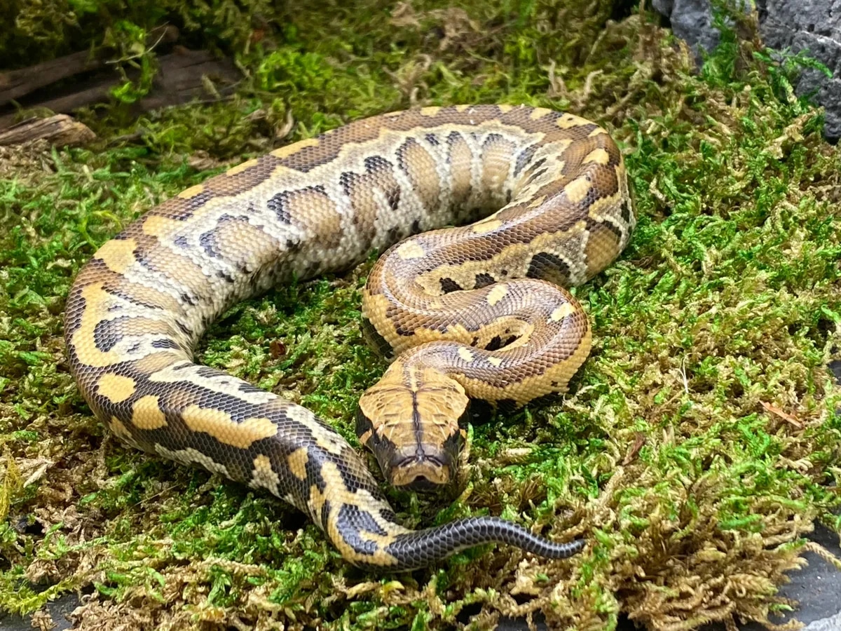 Red Blood Python by Predators Reptile Center - MorphMarket