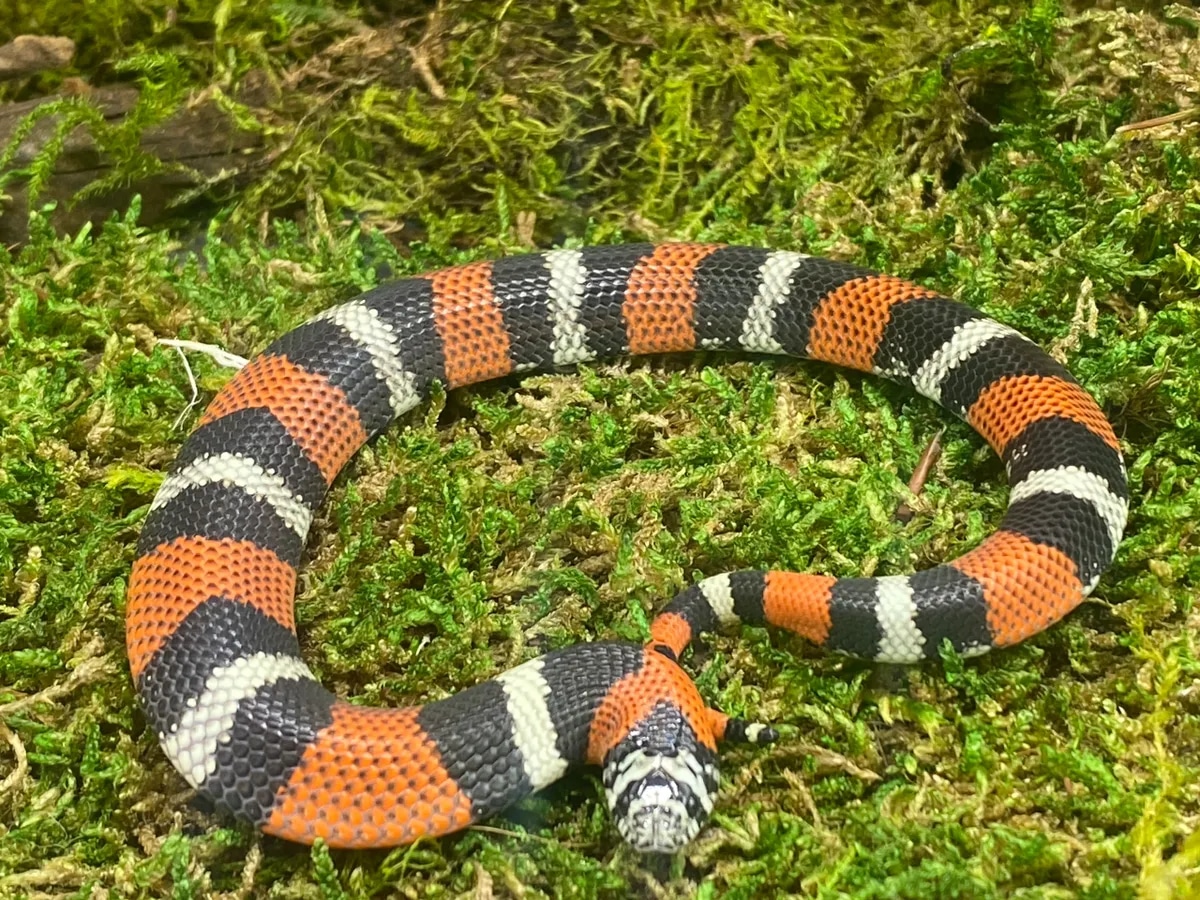 Tri-color Hognose by Predators Reptile Center - MorphMarket