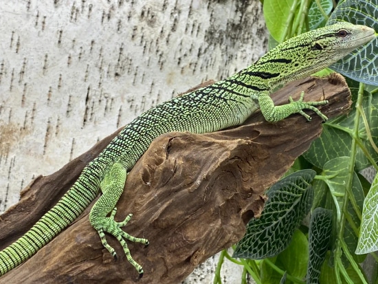 C.B.B Green Tree Monitor by Predators Reptile Center
