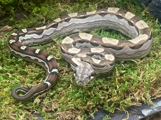 Motley Boa Boa Constrictor by Predators Reptile Center