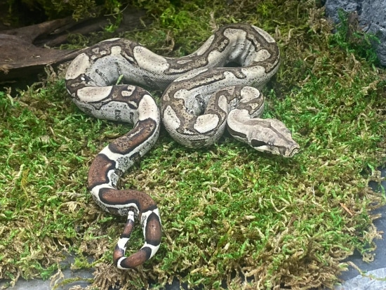 Jungle Boa Boa Constrictor by Predators Reptile Center