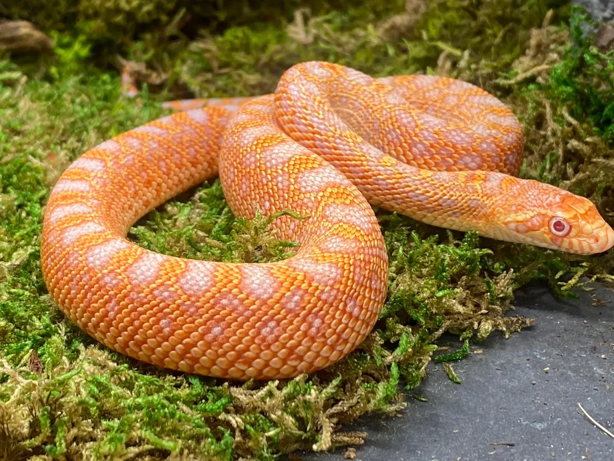 Red Albino Bullsnake by Predators Reptile Center - MorphMarket
