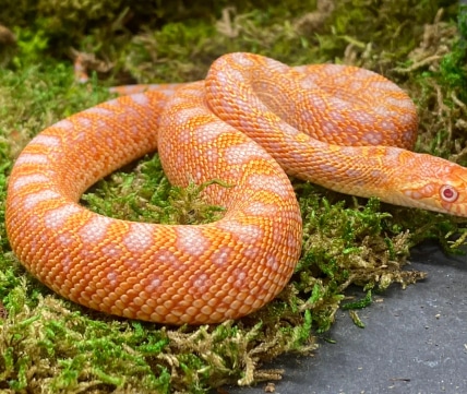 White Sided Bullsnake by Predators Reptile Center - MorphMarket