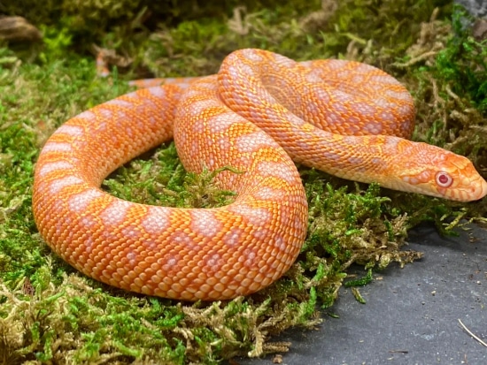 Red Albino Bullsnake by Predators Reptile Center