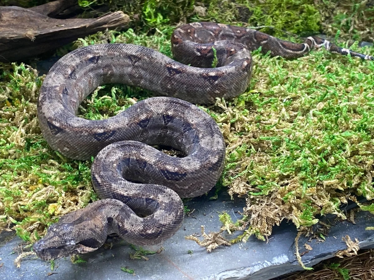 Central American Boa Boa Constrictor by Predators Reptile Center - MorphMarket