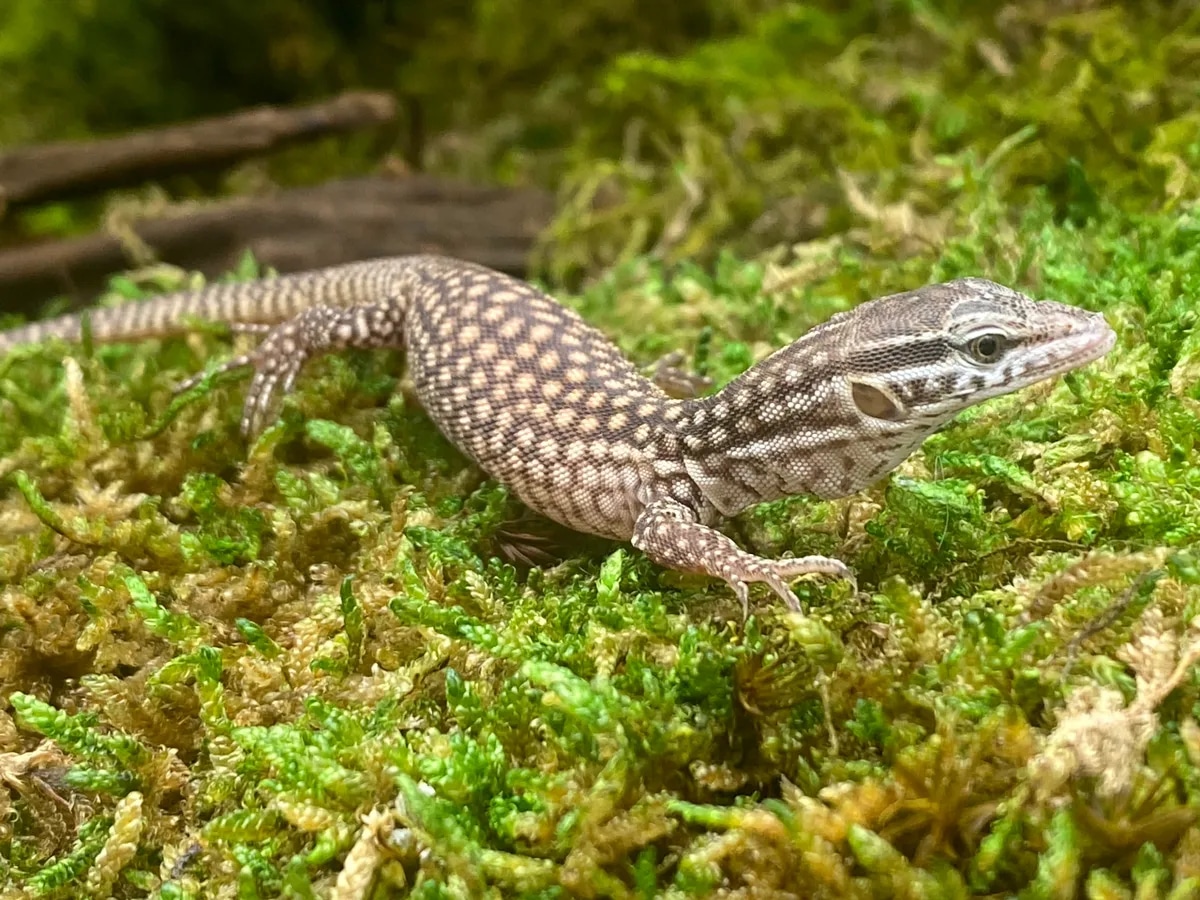 Yellow Ackie Monitor Spiny-Tailed Monitor by Predators Reptile Center ...