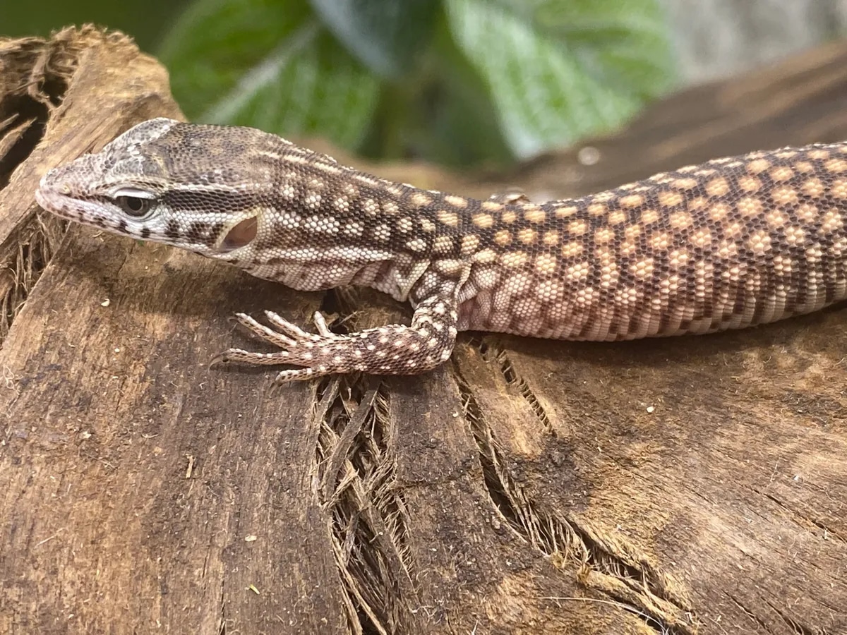 Yellow Ackie Monitor Spiny-Tailed Monitor by Predators Reptile Center ...