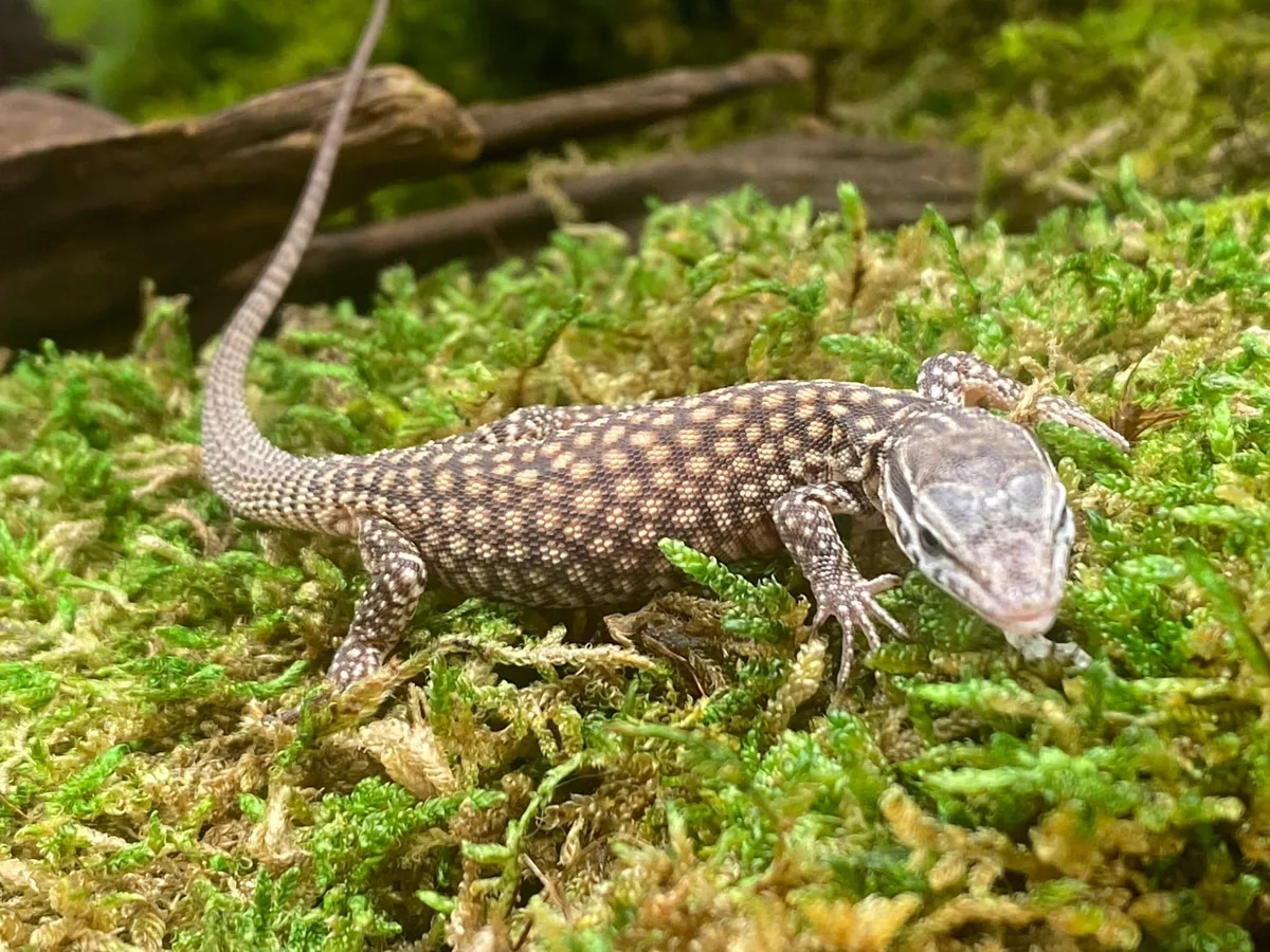 Yellow Ackie Monitor Spiny-Tailed Monitor by Predators Reptile Center ...
