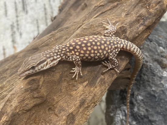 Red Ackie Monitor by Predators Reptile Center