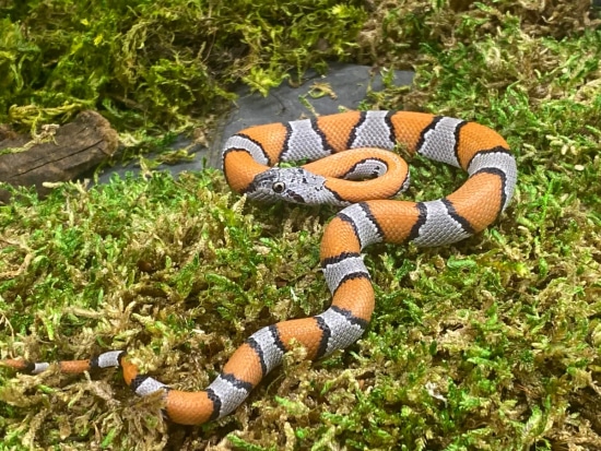 Loma Alta Gray Banded King Snake Gray-Banded Kingsnake by Predators ...