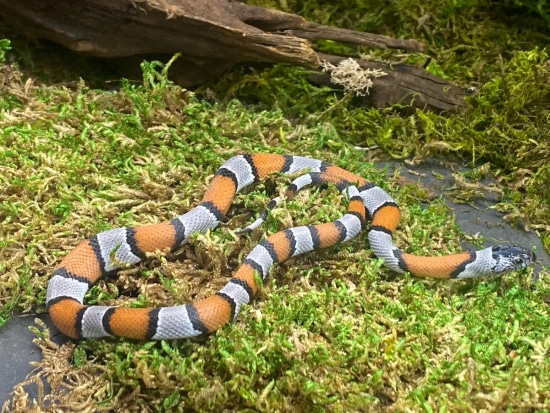 Sanderson Gray Banded Kingsnake Gray-Banded Kingsnake by Predators ...