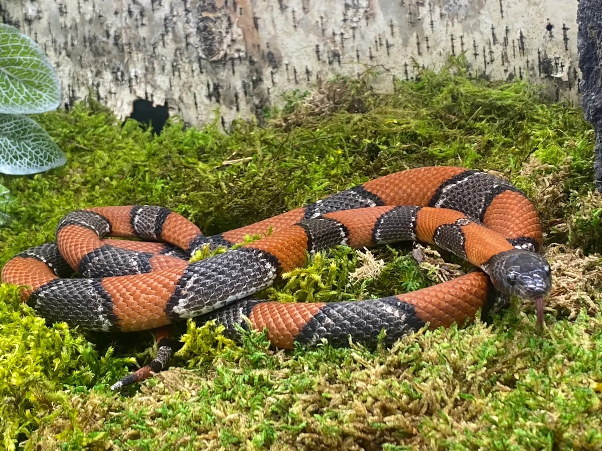 Loma Alta Gray-banded Kingsnake by Predators Reptile Center - MorphMarket